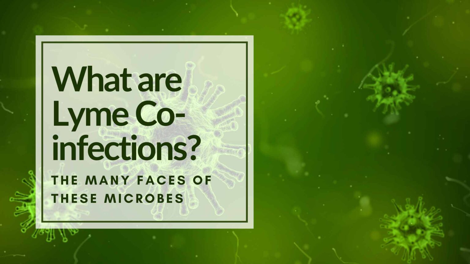 What are Lyme Co-infections? - CBH Energetics