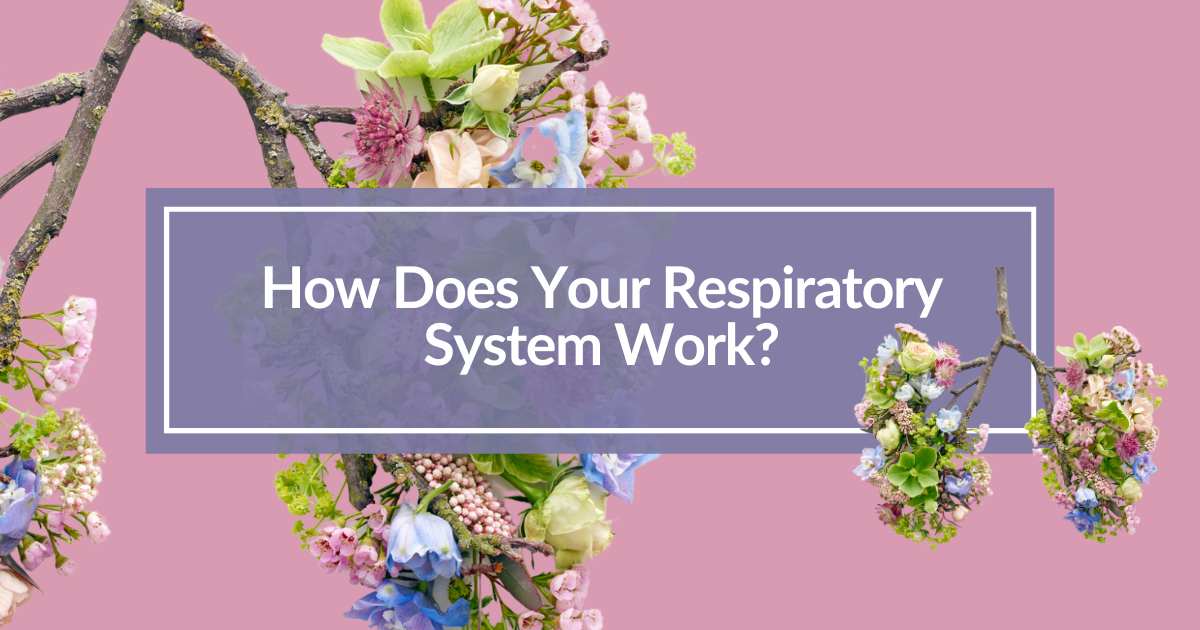 How Does Your Respiratory System Work? - CBH Energetics