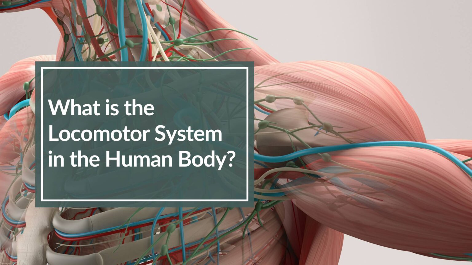 What is the Locomotor System in the Human Body? - CBH Energetics