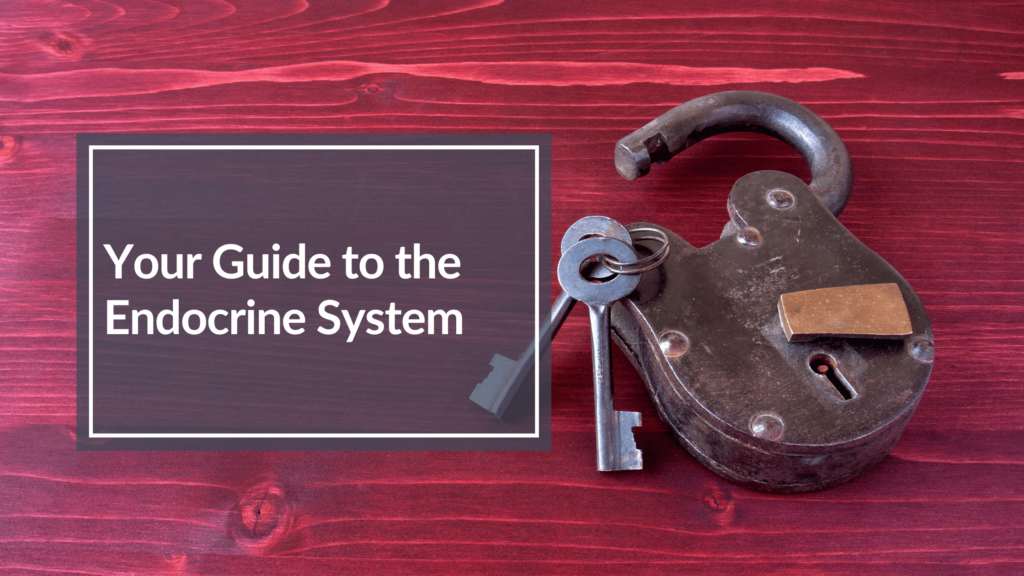 Hormone Balance: Your Guide to the Endocrine System - CBH Energetics